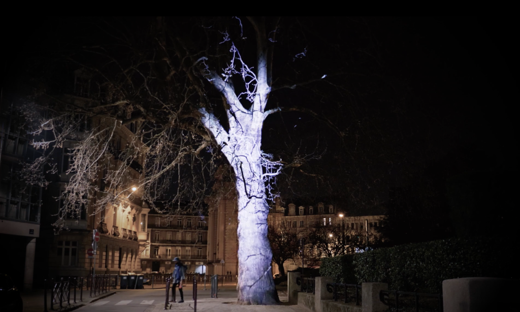 Arbre rue du Réduit de Lille – Mars 2019 | Geraldine Kwik